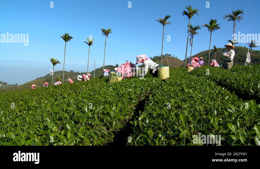 Boss tea Stock Videos & Footage - HD and 4K Video Clips - Alamy