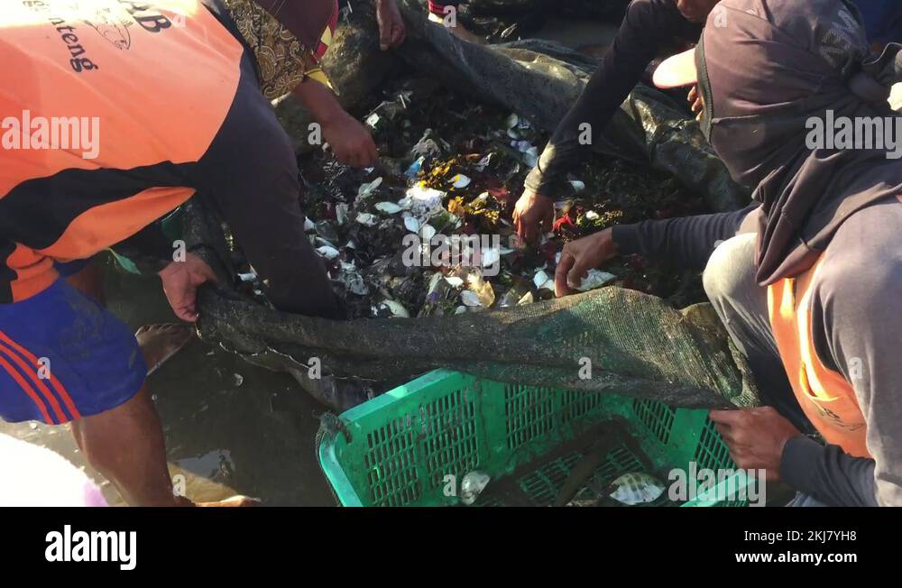 Trash fish Stock Videos & Footage - HD and 4K Video Clips - Alamy