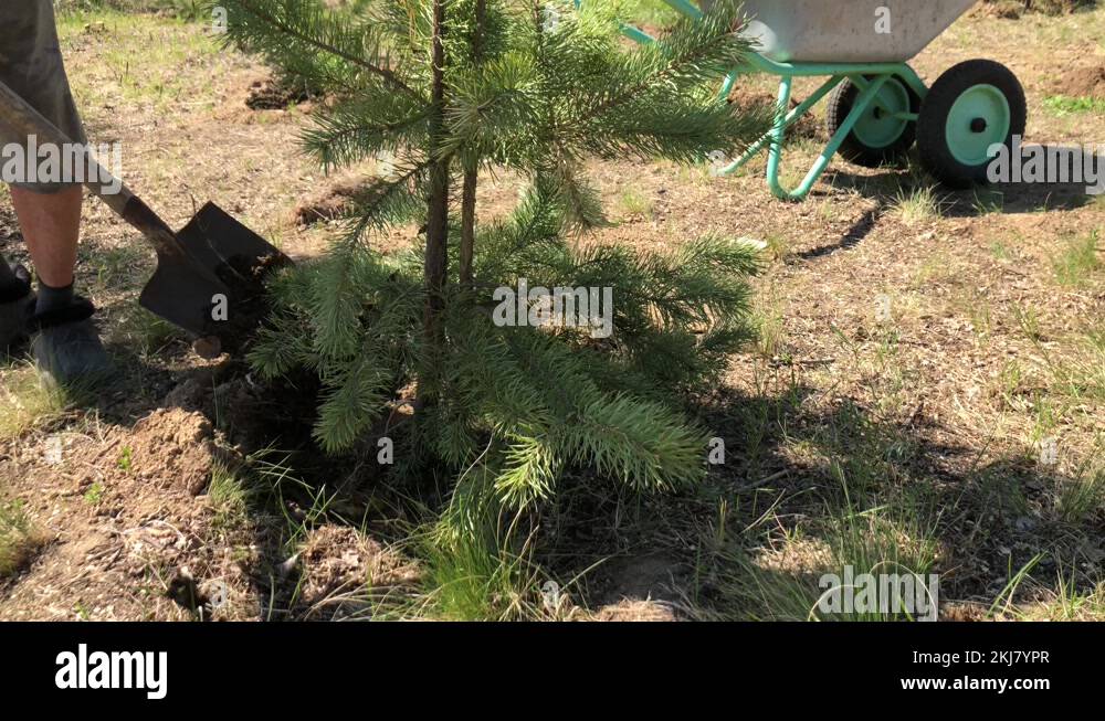 Planting conifers Stock Videos & Footage - HD and 4K Video Clips - Alamy