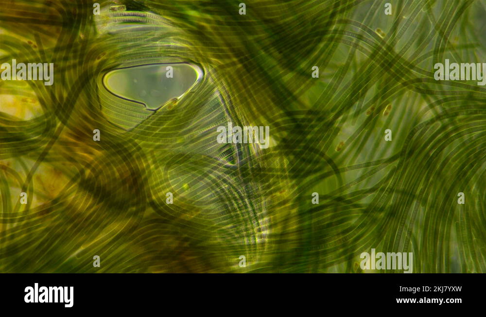Green algae of the cyanobacteria Oscillatoria under the microscope, the ...