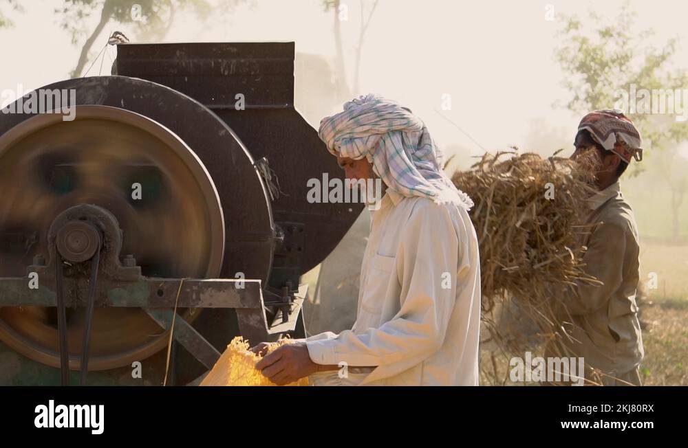 Crops of pakistan Stock Videos & Footage - HD and 4K Video Clips - Alamy