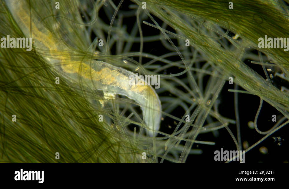 worm Nais sp. under a microscope, the Tubificidae family, a subclass of ...