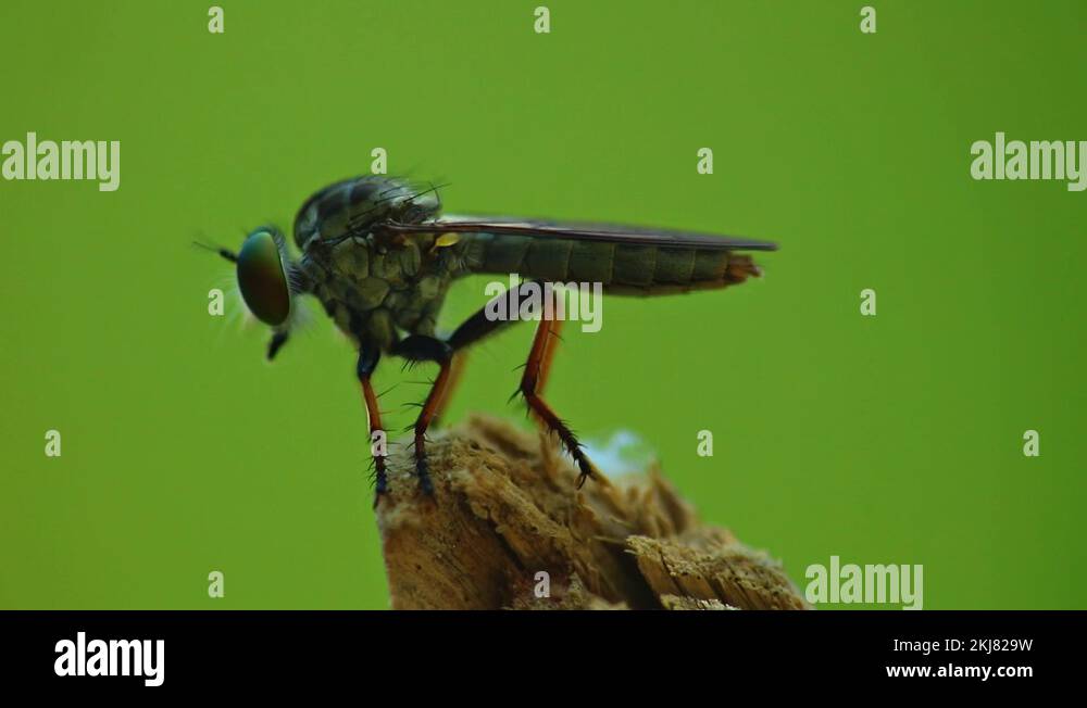 Robber fly up close Stock Videos & Footage - HD and 4K Video Clips - Alamy