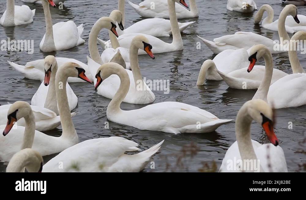 Whooping Stock Videos & Footage - HD and 4K Video Clips - Alamy