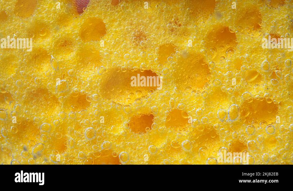 Macro sponge Stock Videos & Footage - HD and 4K Video Clips - Alamy