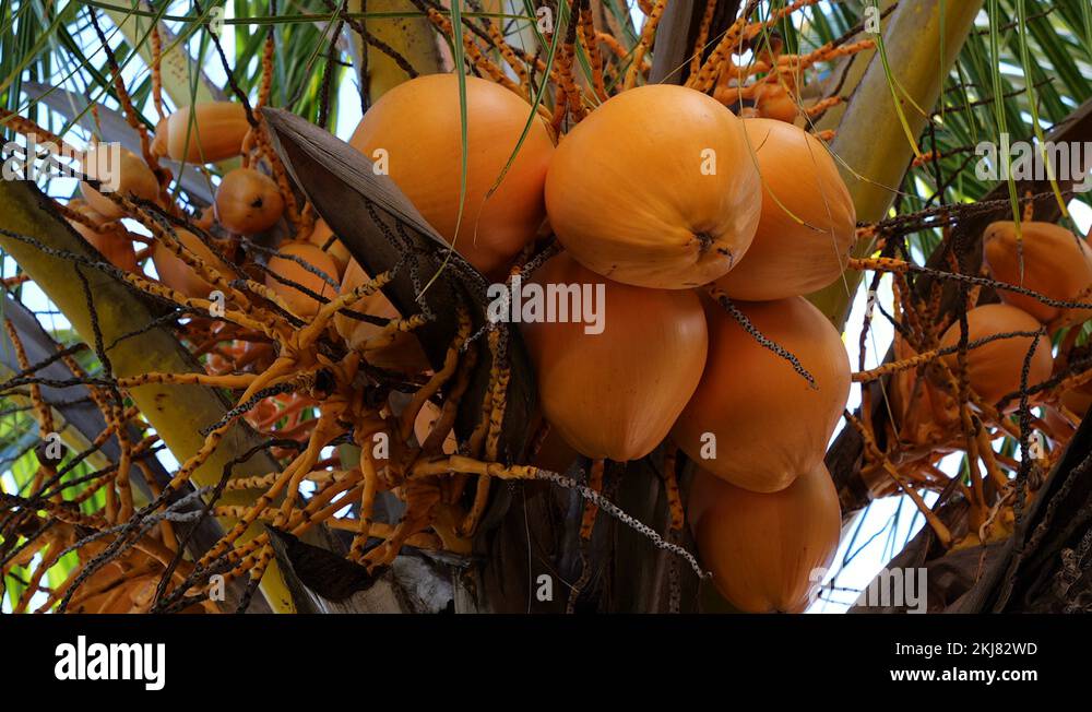 King coconut tree Stock Videos & Footage - HD and 4K Video Clips - Alamy