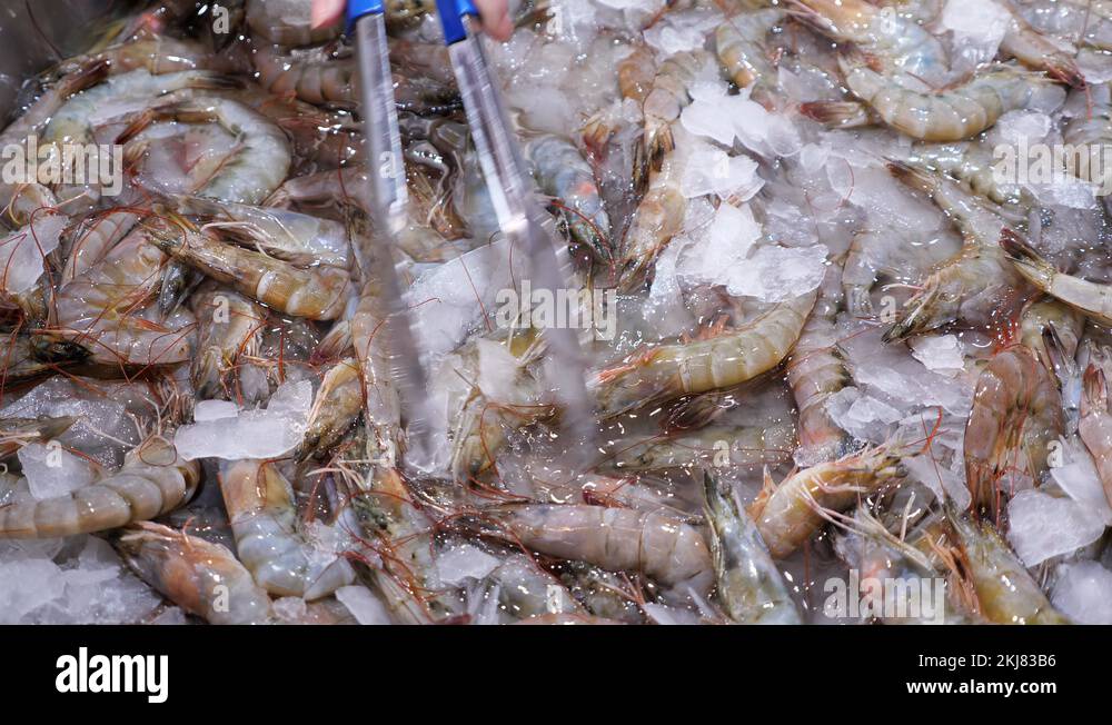 Tiger prawns ice Stock Videos & Footage - HD and 4K Video Clips - Alamy