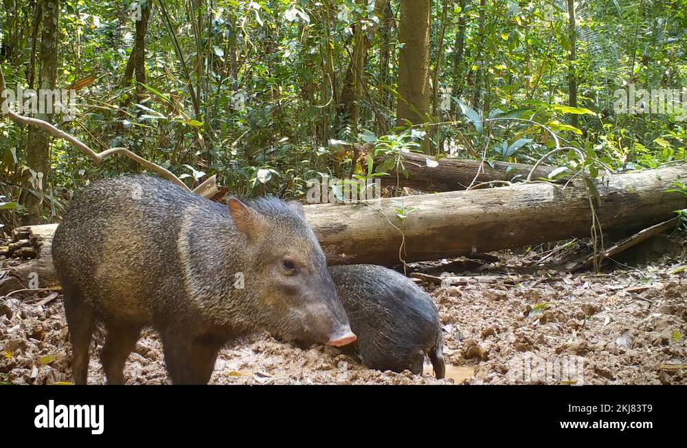 Amazon rainforest animals Stock Videos & Footage - HD and 4K Video ...