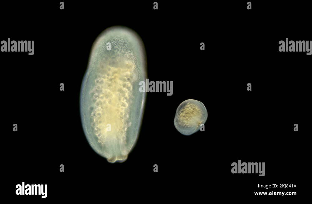 coral larva under a microscope, Order: Actiniaria, Phylum: Cnidaria ...