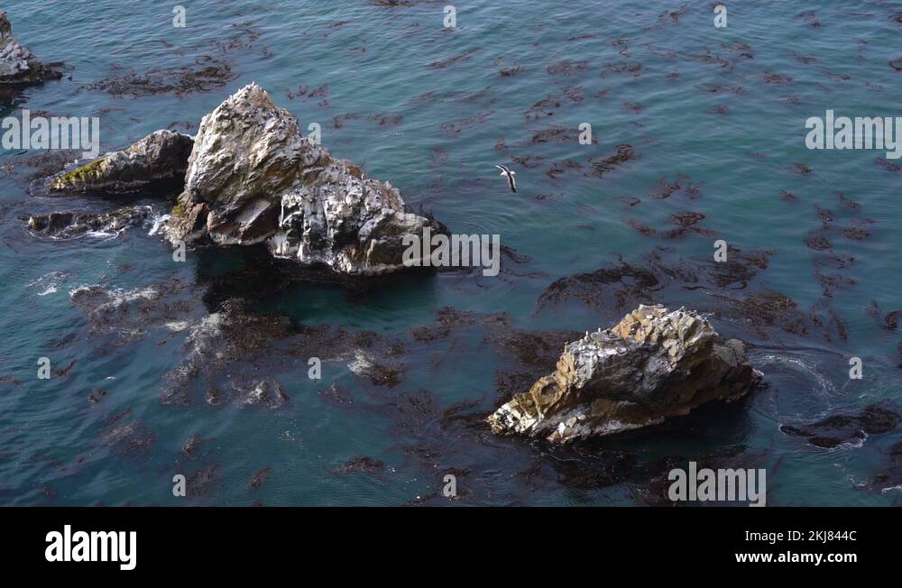 Coastal marine environment Stock Videos & Footage - HD and 4K Video ...