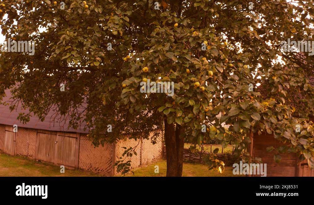 Bright tree village Stock Videos & Footage - HD and 4K Video Clips - Alamy