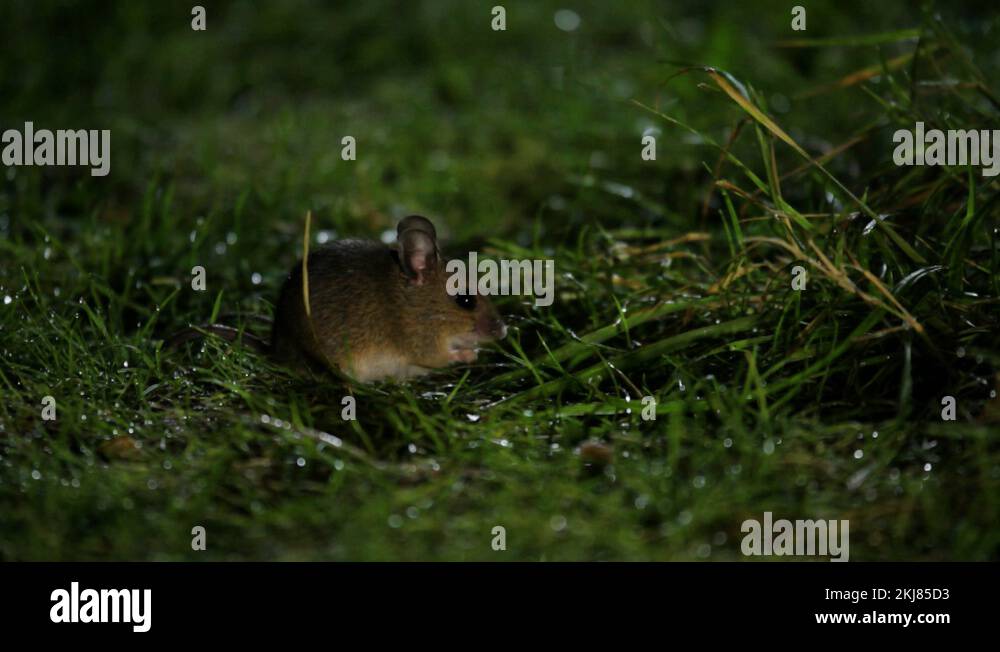 Animal mouse face Stock Videos & Footage - HD and 4K Video Clips - Alamy