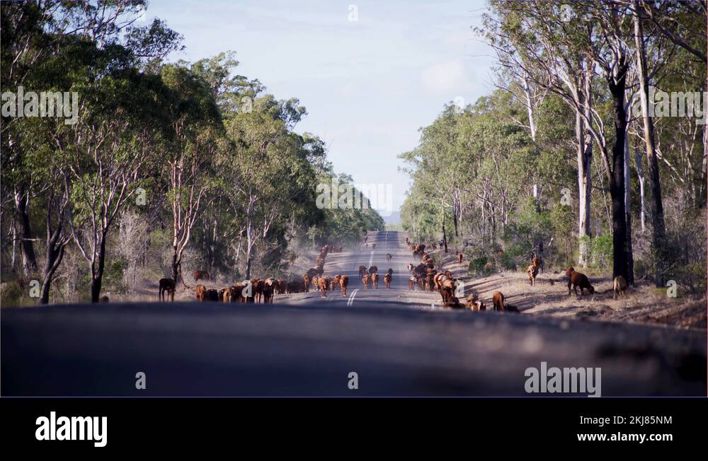 Cattle walking road Stock Videos & Footage - HD and 4K Video Clips - Alamy