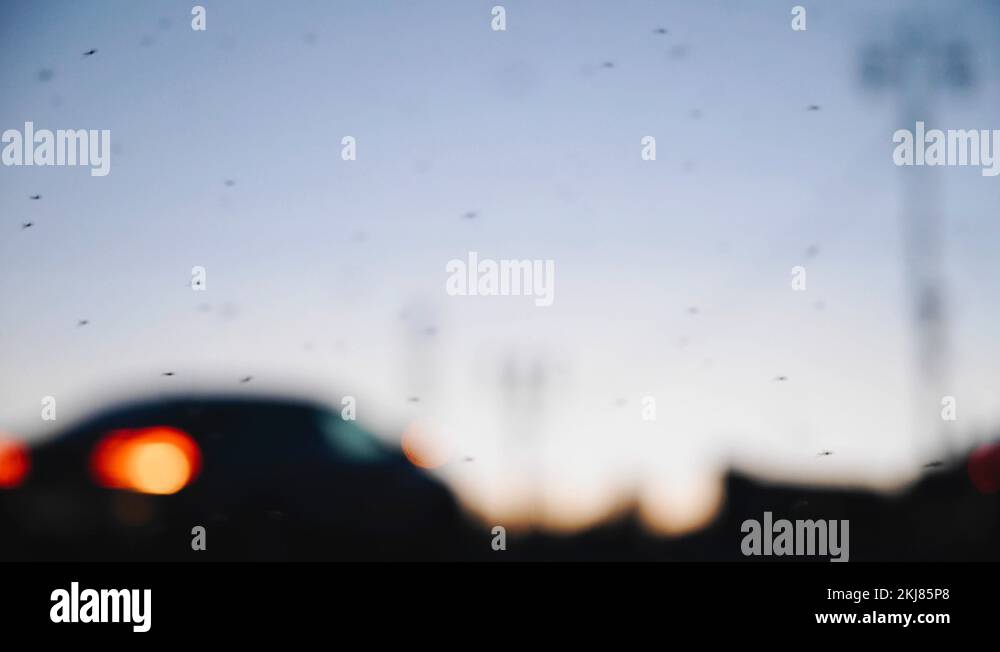 A swarm of insects Stock Videos & Footage - HD and 4K Video Clips - Alamy