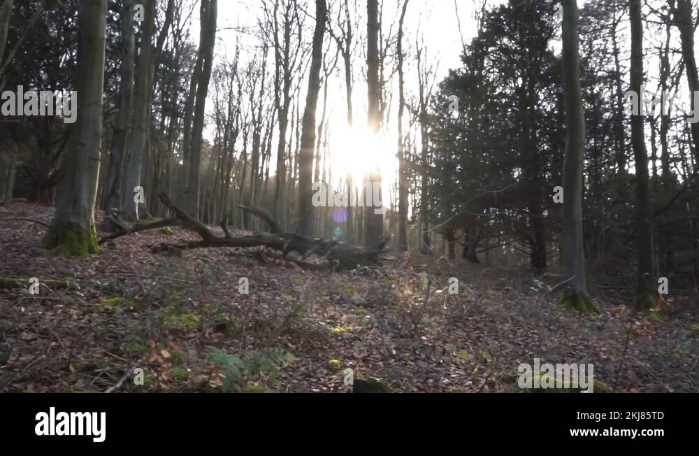 Low lying sun Stock Videos & Footage - HD and 4K Video Clips - Alamy