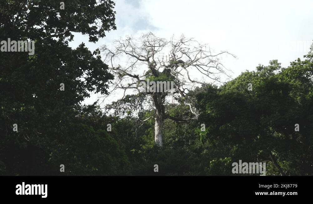 Balsa tree Stock Videos & Footage - HD and 4K Video Clips - Alamy