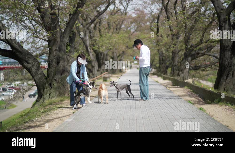Dogs With Their Japanese Owners Holding Leash And Interacting To Each ...
