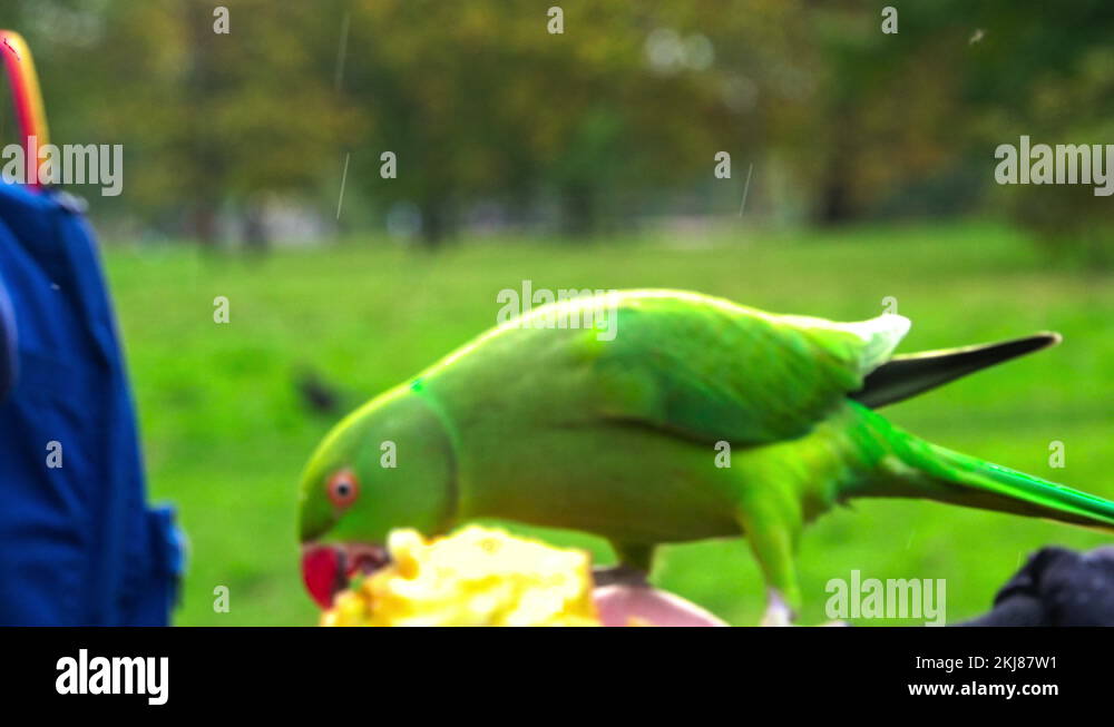 Green (parrot or parrots) in hand Stock Videos & Footage - HD and 4K ...