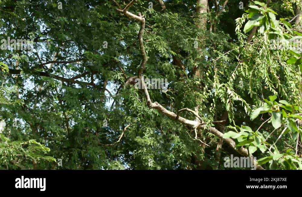Monkey trees jumping Stock Videos & Footage - HD and 4K Video Clips - Alamy