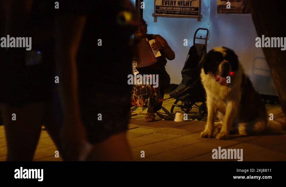 Busker with a dog Stock Videos & Footage - HD and 4K Video Clips - Alamy