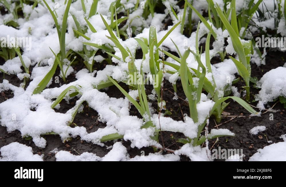 Green grass covered with layer of snow in spring during snowfall close ...