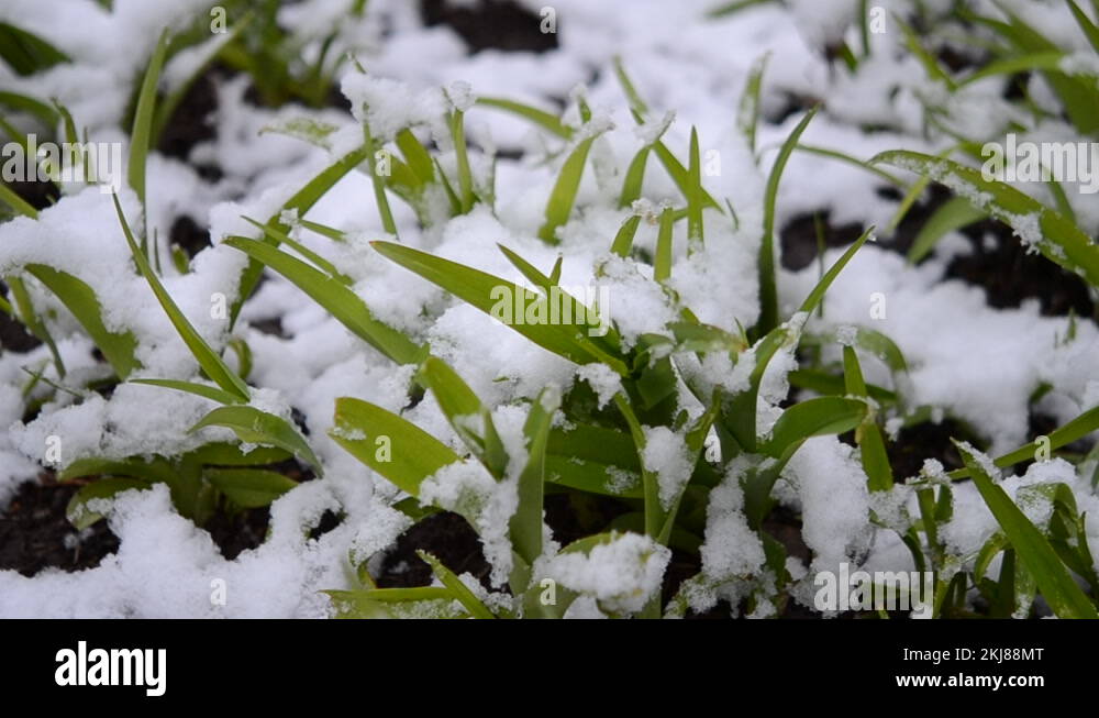 Covered layer snow grass Stock Videos & Footage - HD and 4K Video Clips ...
