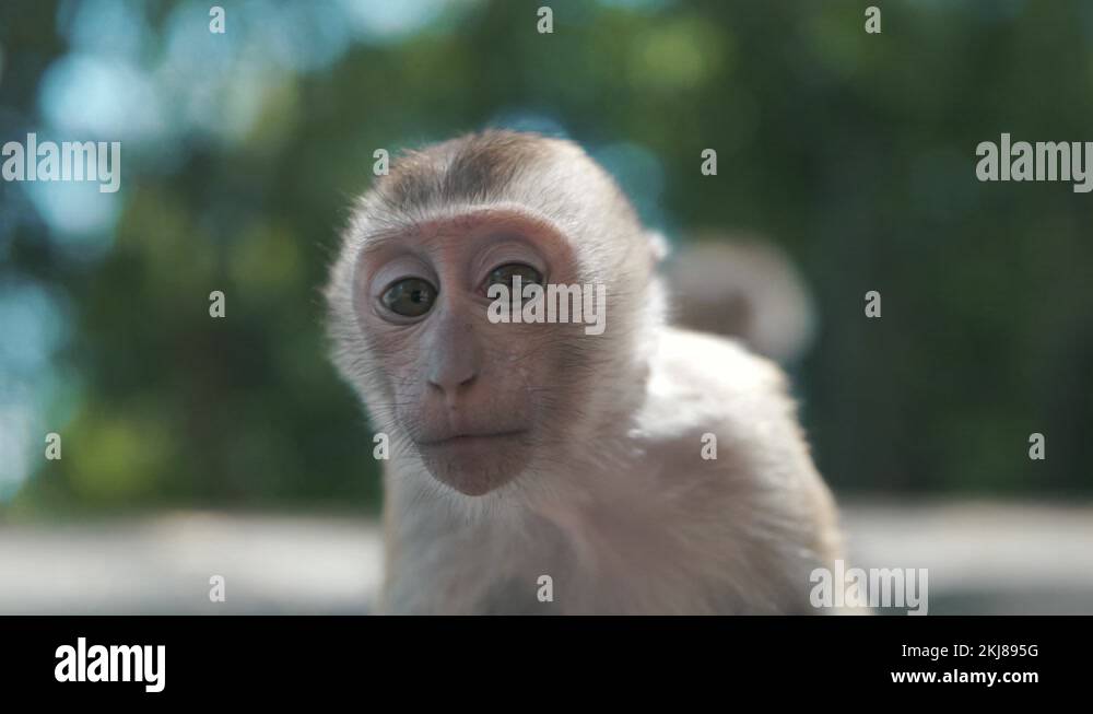 Bokeh animal Stock Videos & Footage - HD and 4K Video Clips - Alamy