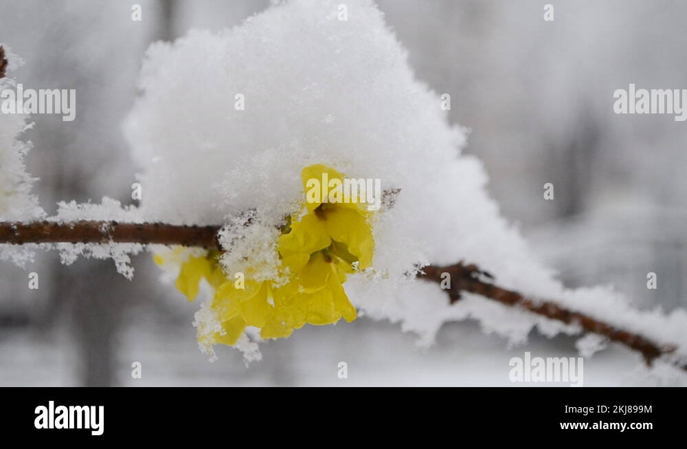 Yellow flowers on bush covered with layer of snow in spring during ...