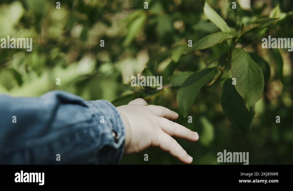Baby hand trying to touch green tree leaves in a park on sunny summer ...