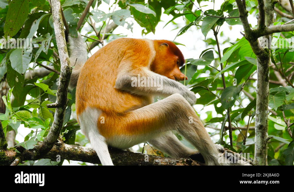 Bako national park proboscis monkey Stock Videos & Footage - HD and 4K ...