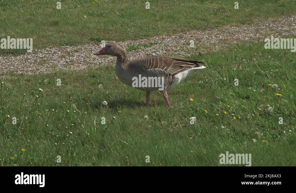 Goose eating plants Stock Videos & Footage - HD and 4K Video Clips - Alamy