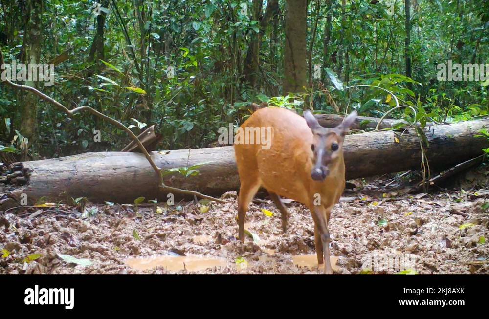Amazon rainforest research Stock Videos & Footage - HD and 4K Video ...