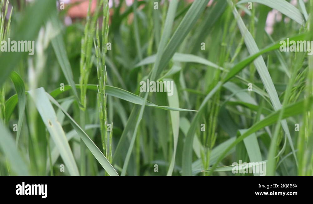 Parting Stock Videos And Footage Hd And 4k Video Clips Alamy