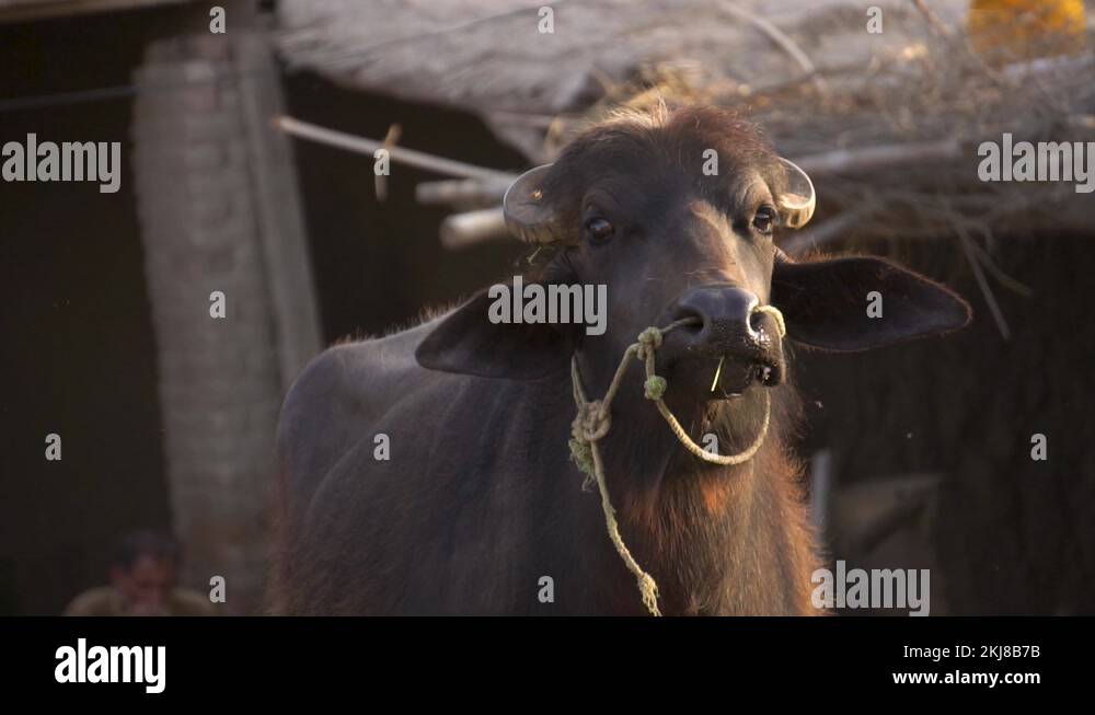Pakistani cow Stock Videos & Footage - HD and 4K Video Clips - Alamy
