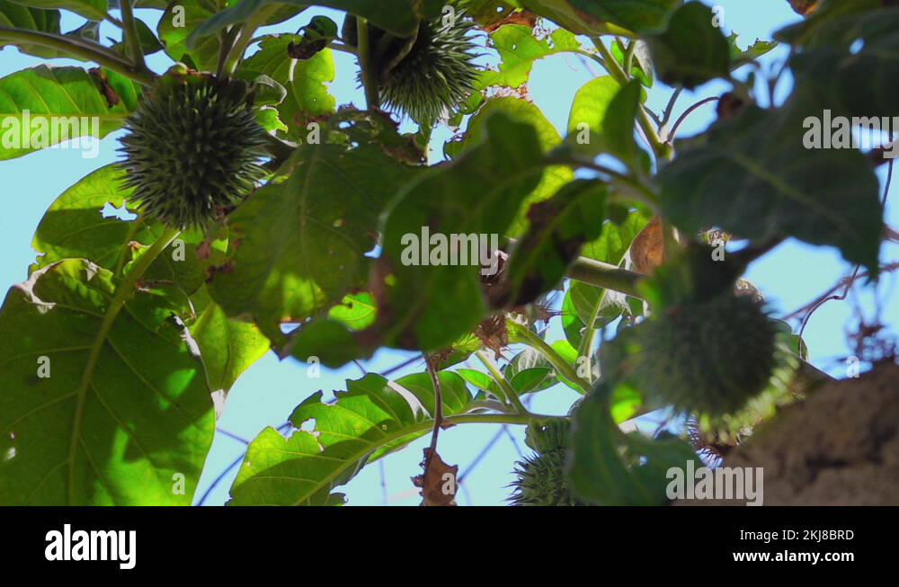 Chestnut thorn fruit Stock Videos & Footage - HD and 4K Video Clips - Alamy