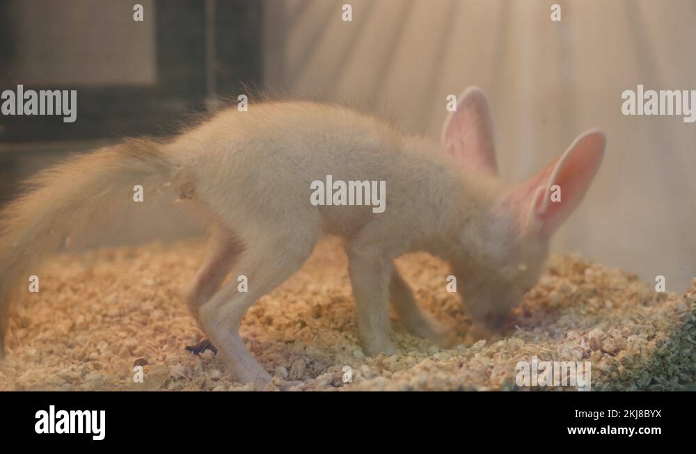 Unhappy fennec lying on cage floor. Cute sad fennec fox lying on wooden ...