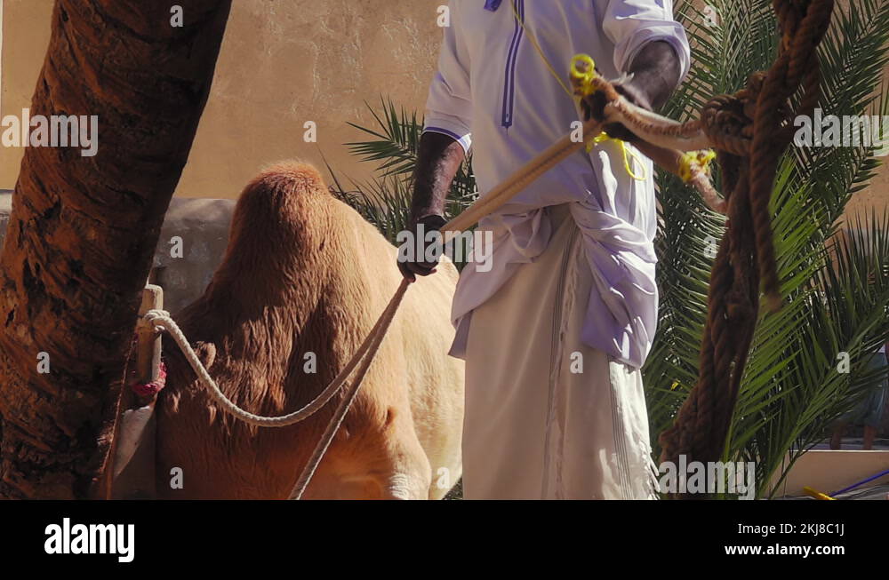 Arab Man in Traditional Clothes Drawing Water from Well with Help of Ox ...