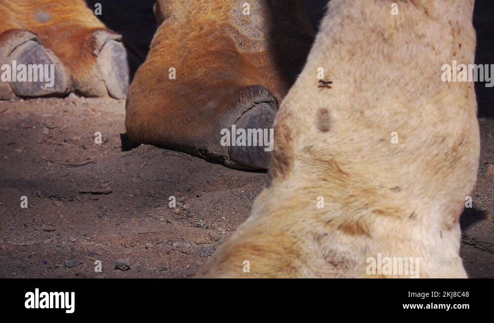 Camel toes Stock Videos & Footage - HD and 4K Video Clips - Alamy