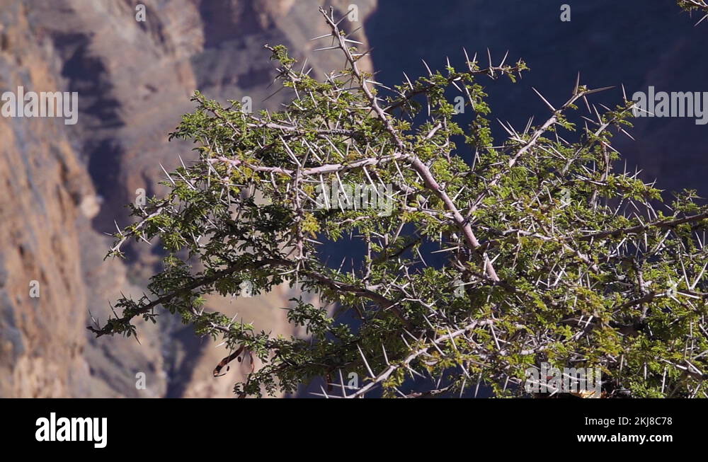Salam Tree (Acacia ehrenbergiana) Growing at Rocky Arid Area of Wadi ...