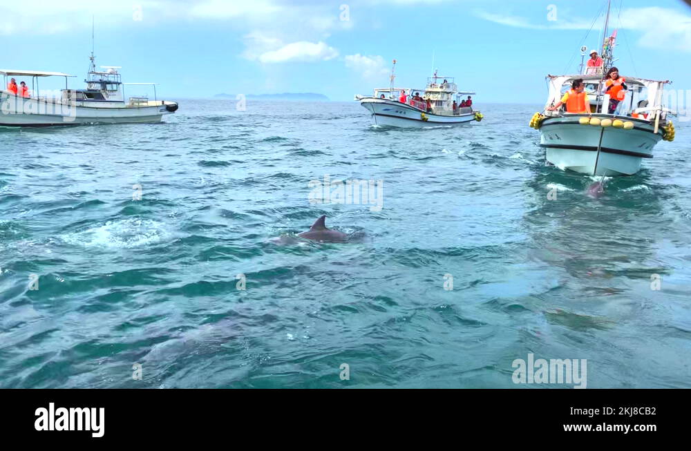Dolphin activity Stock Videos & Footage - HD and 4K Video Clips - Alamy