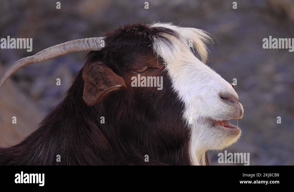 Wadi ghul goat Stock Videos & Footage - HD and 4K Video Clips - Alamy