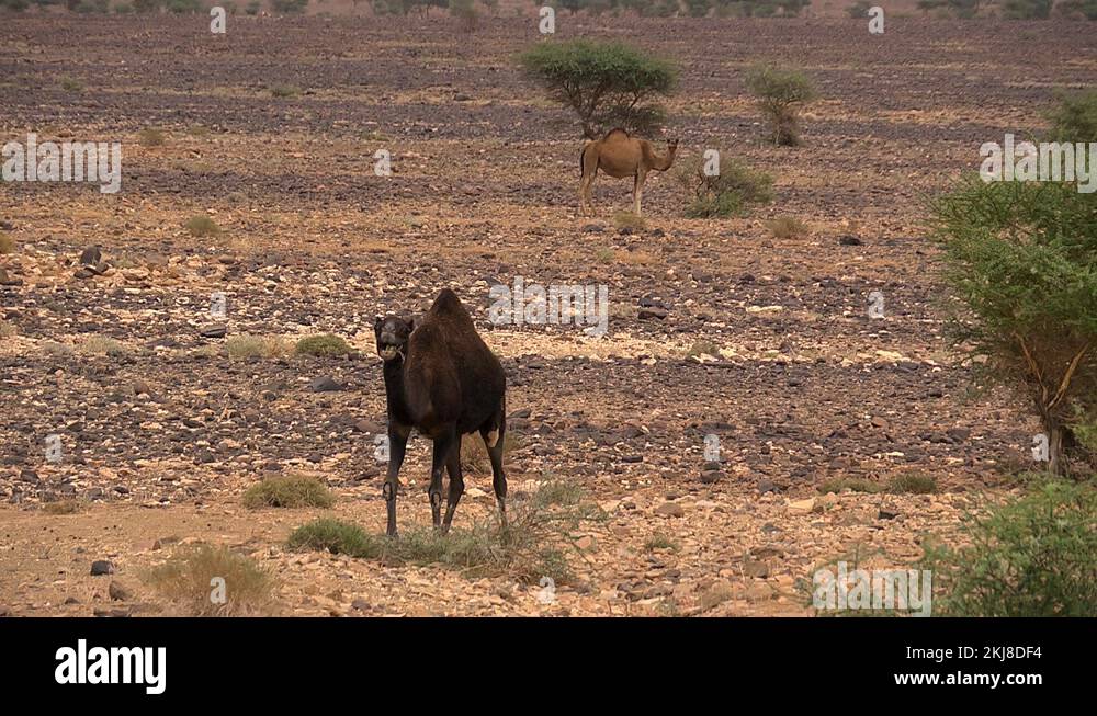 Camel atlas Stock Videos & Footage - HD and 4K Video Clips - Alamy