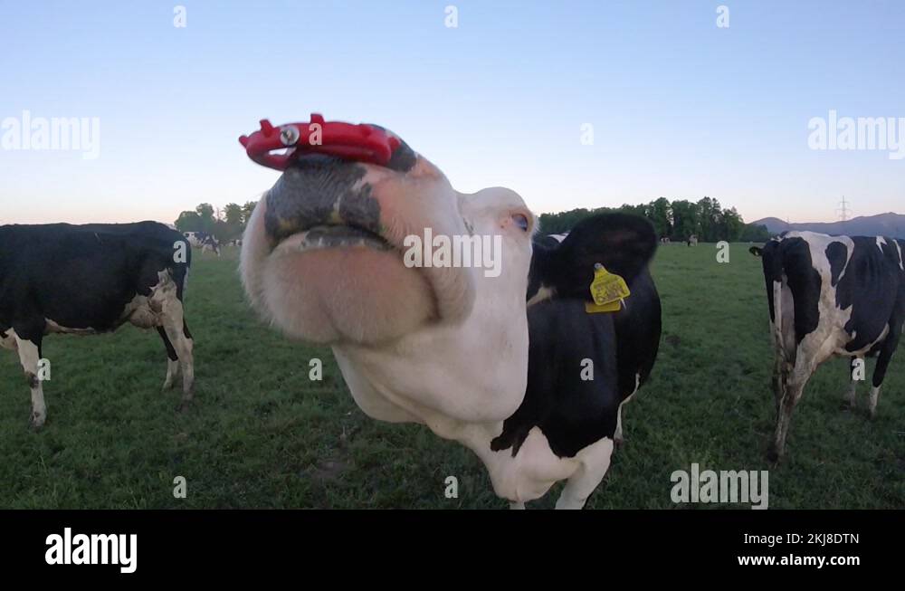 Mad cow Stock Videos & Footage - HD and 4K Video Clips - Alamy