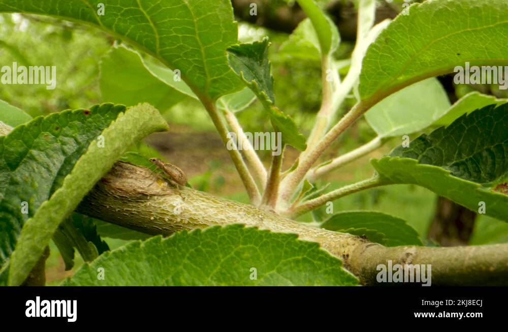 Weevil damage Stock Videos & Footage - HD and 4K Video Clips - Alamy