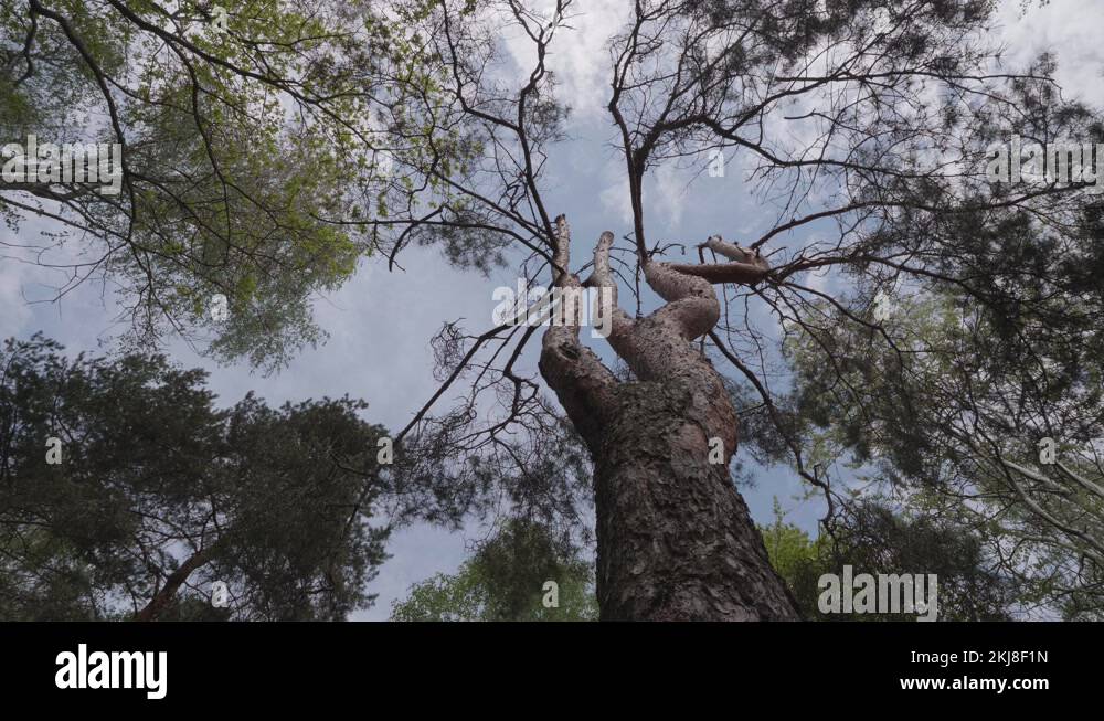 Gimbal tree Stock Videos & Footage - HD and 4K Video Clips - Alamy