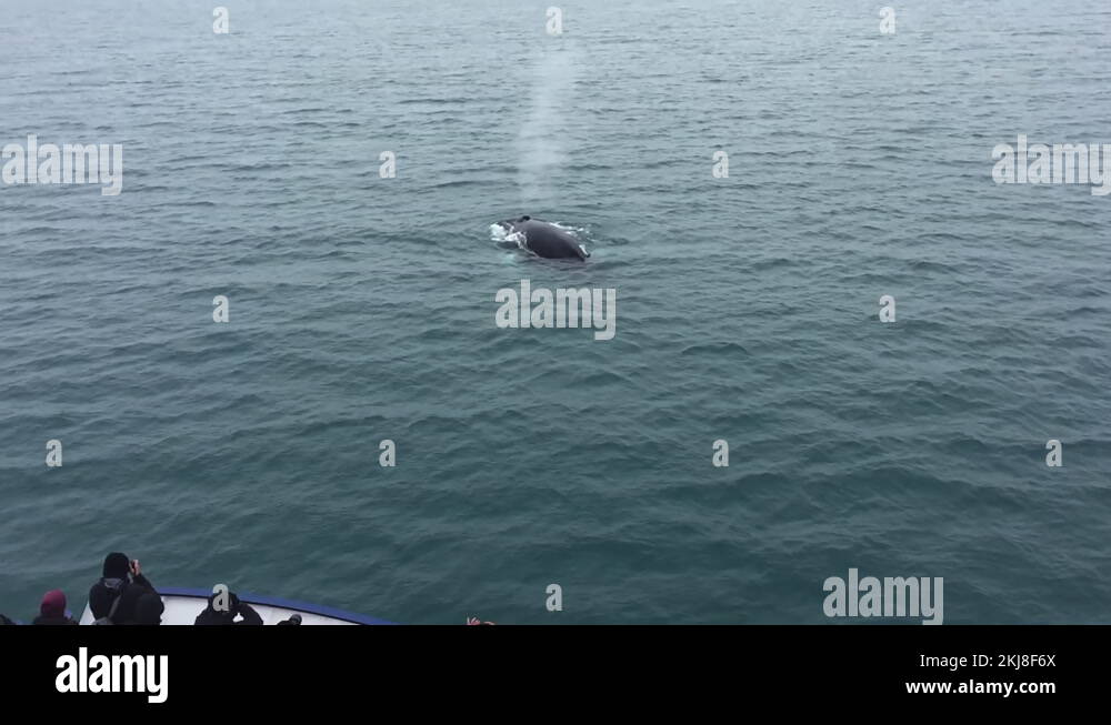 Greenland whale Stock Videos & Footage - HD and 4K Video Clips - Alamy