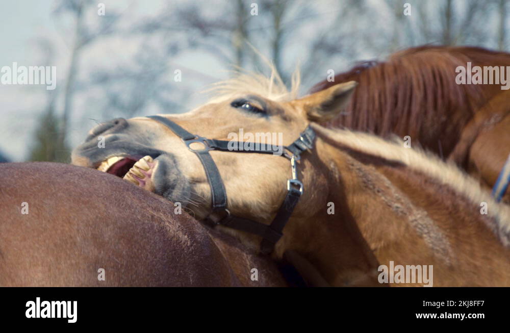 Social horse Stock Videos & Footage - HD and 4K Video Clips - Alamy