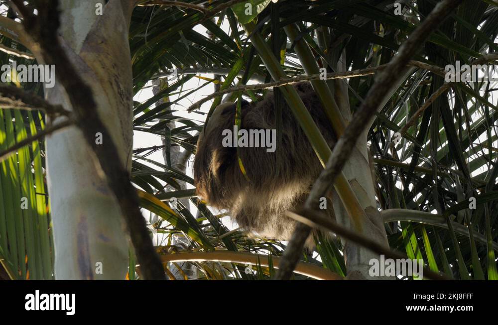 White sloth sleeping in palm tree in Monteverde region in Costa Rica ...