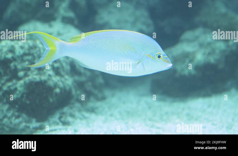 Fish swimming water wildlife fins Stock Videos & Footage - HD and 4K ...