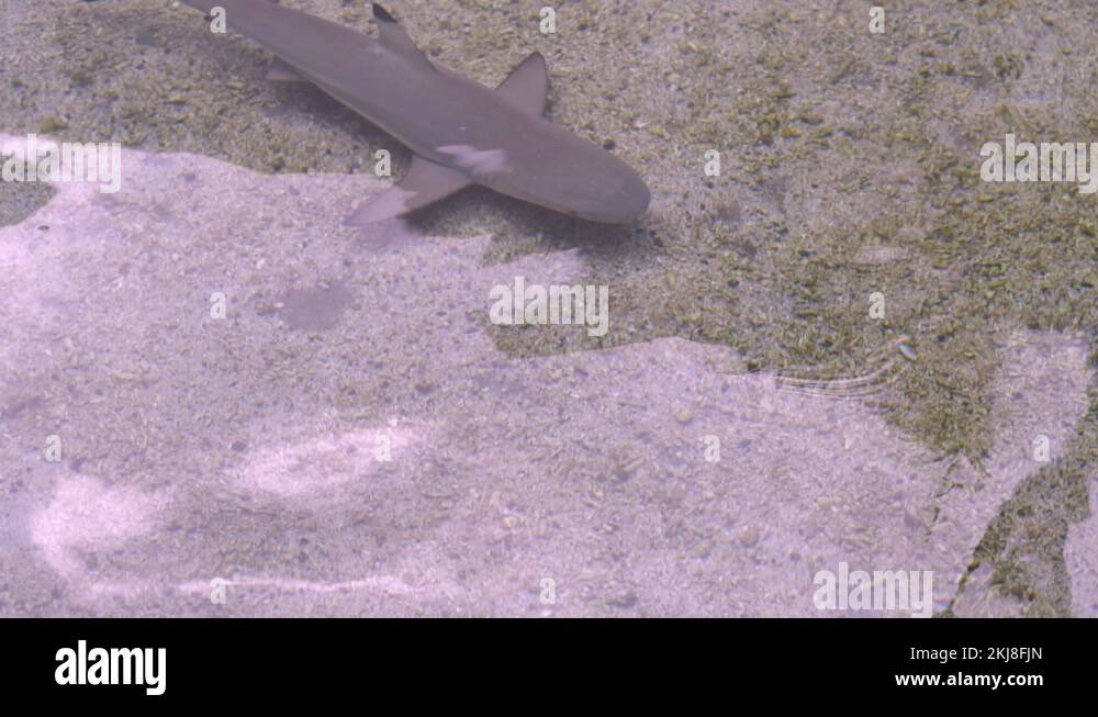 Shark swimming in shallow Stock Videos & Footage - HD and 4K Video ...
